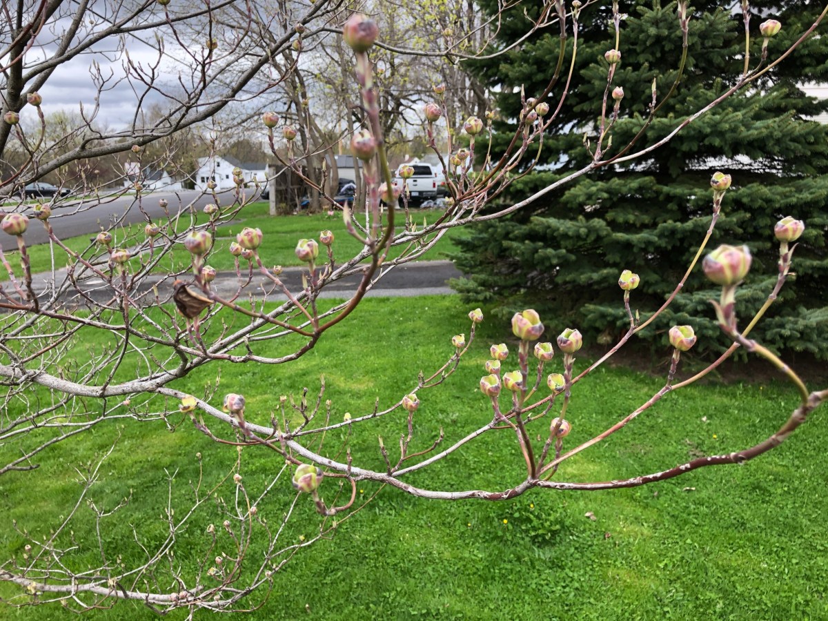 Hello, buds | Mark Bialczak