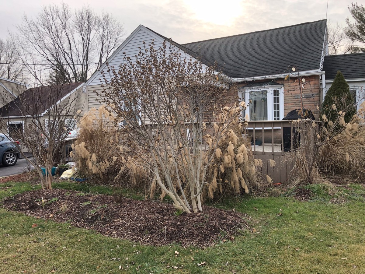 Bushy look without the bushes | Mark Bialczak