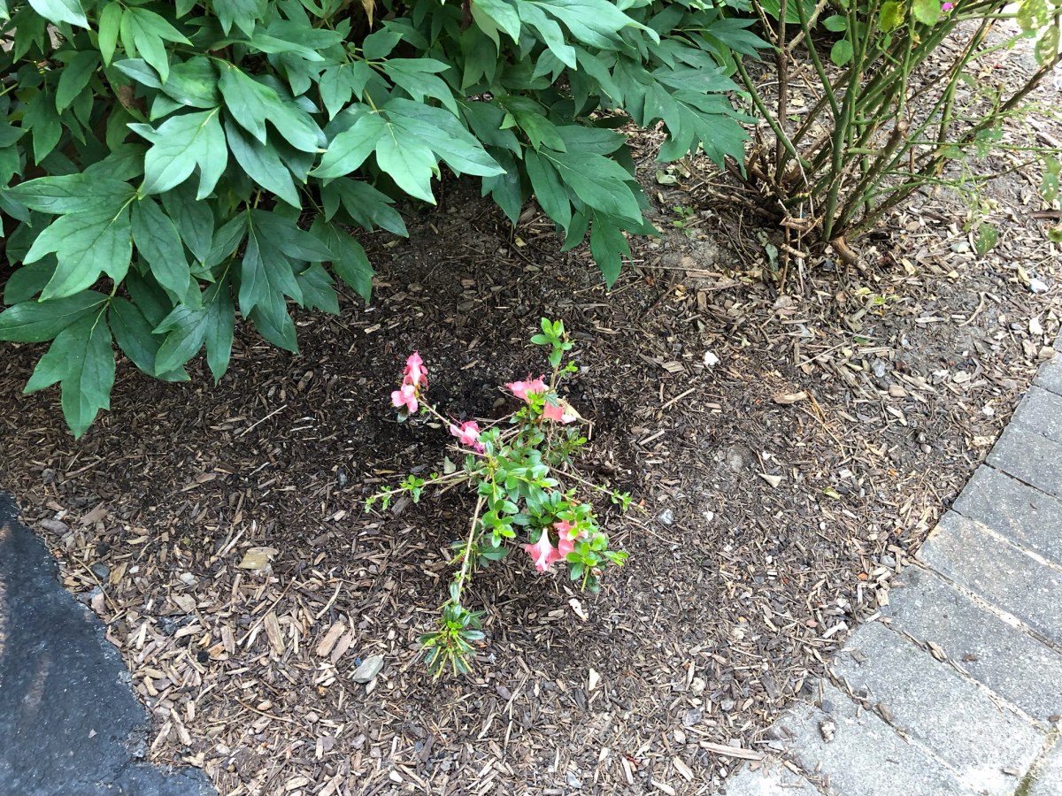 Baby azalea loves the corner | Mark Bialczak