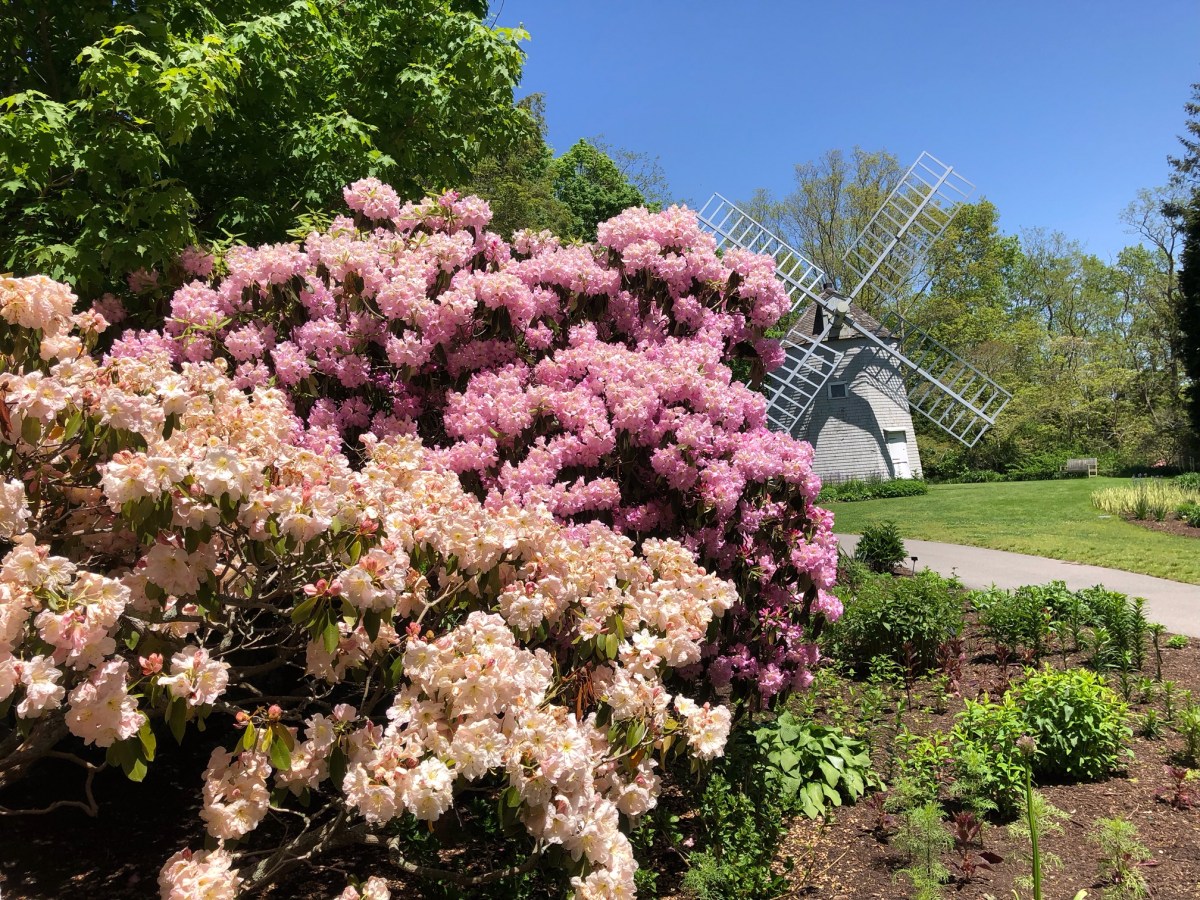 A big year for the Cape Cod flowers | Mark Bialczak