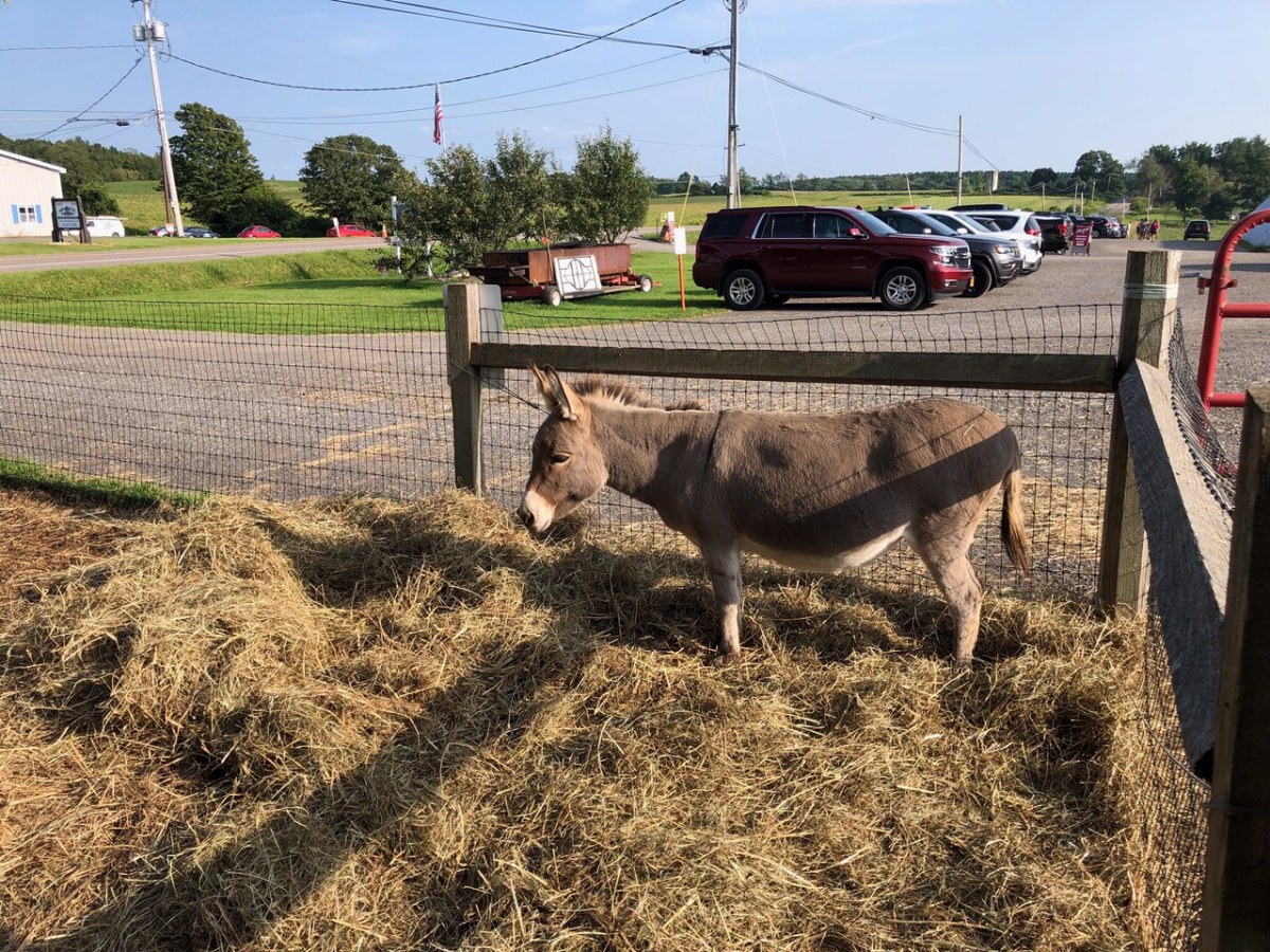Donkey time | Mark Bialczak
