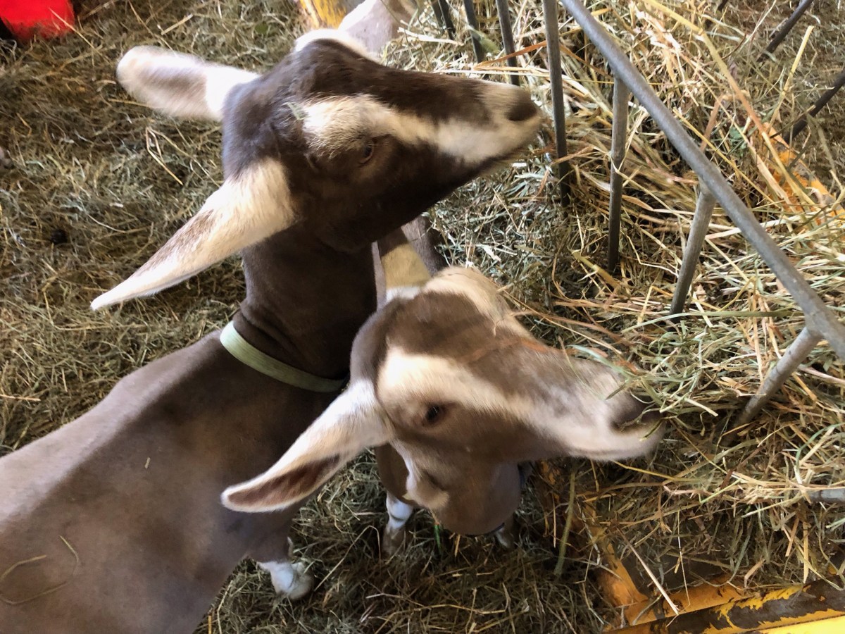 Hello, cute goats | Mark Bialczak