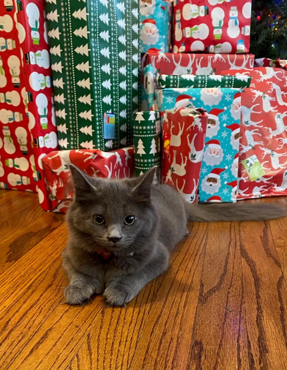 Those darn cats | Mark Bialczak